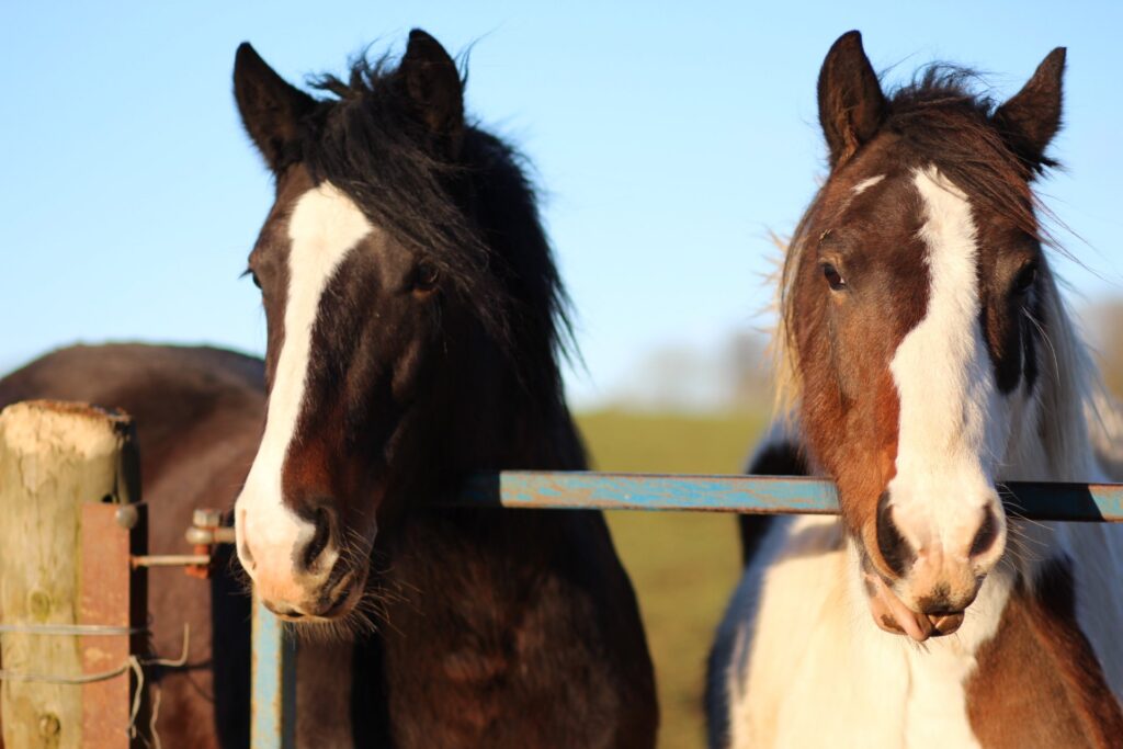 Horse Personality Types | Strathorn Farm Stables