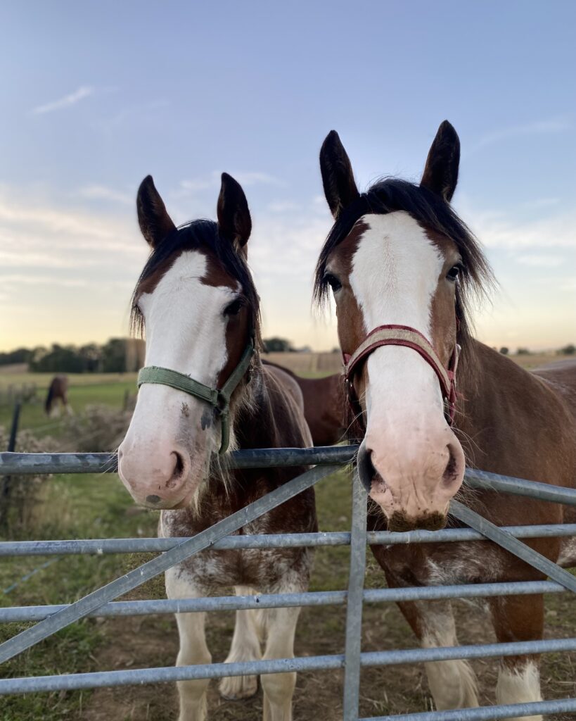 Baby Clydesdale Horses and Clydesdale Foals | Strathorn Farm Stables
