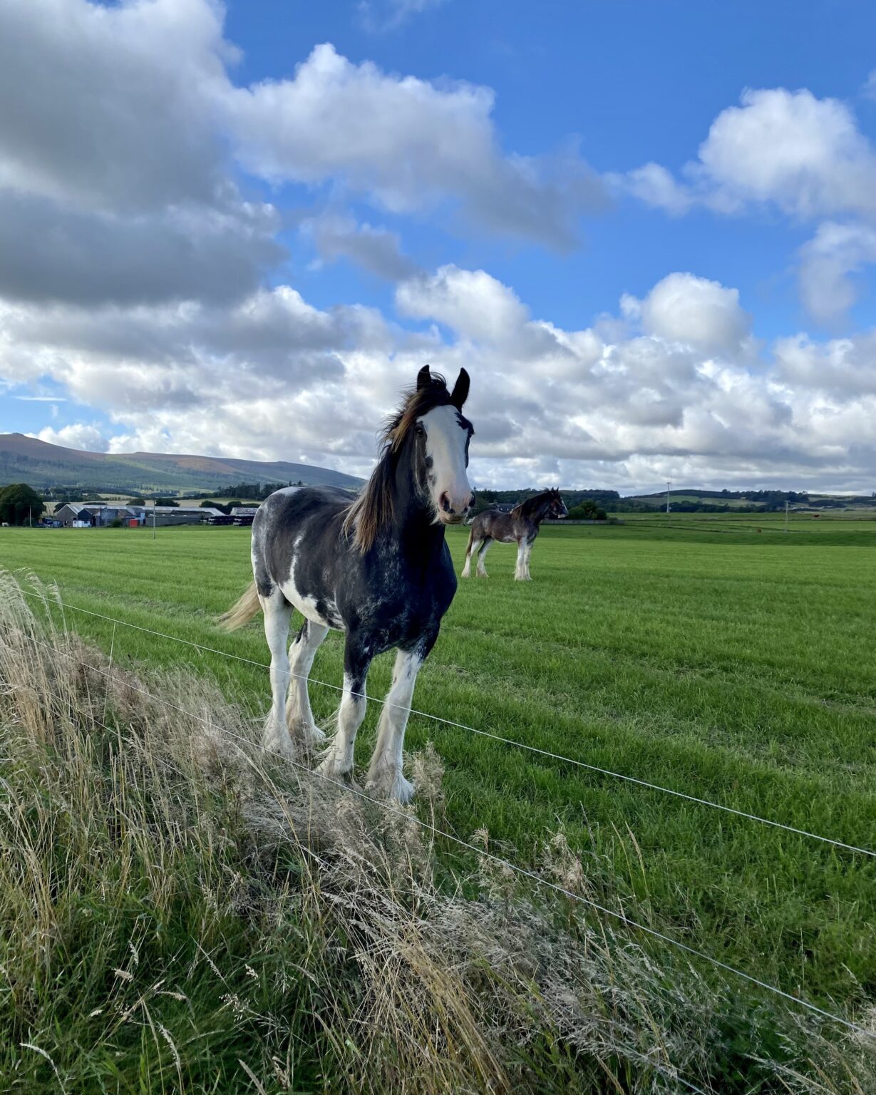 Baby Clydesdale Horses and Clydesdale Foals | Strathorn Farm Stables