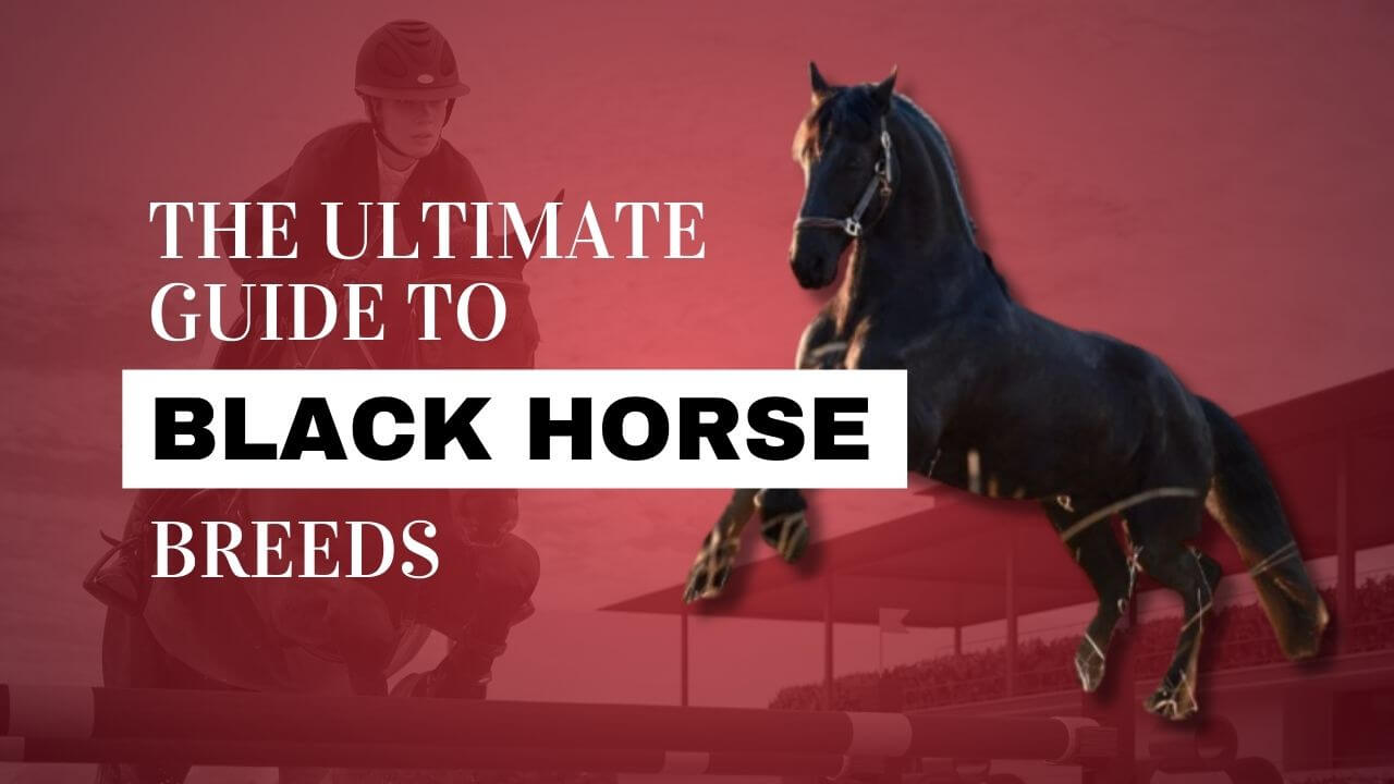 The Ultimate Guide to Black Horse Breeds | Strathorn Farm Stables
