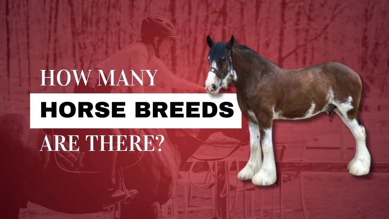 How Many Horse Breeds Are There? | Strathorn Farm Stables