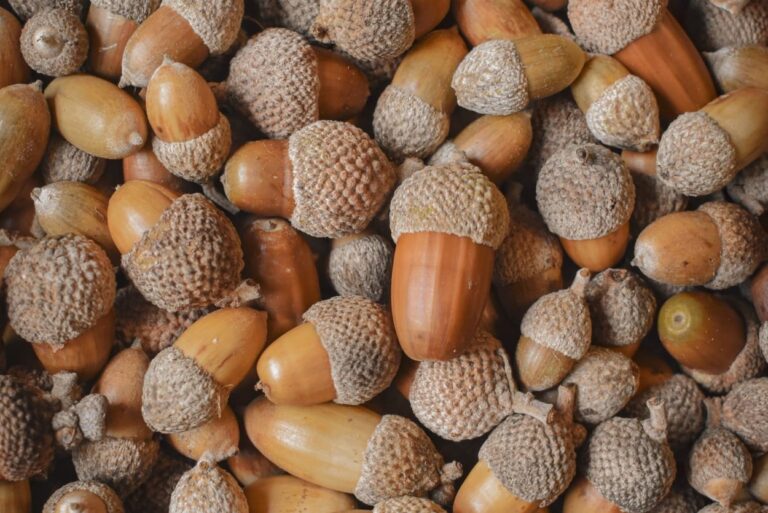 The Ultimate Guide To Horse Feed Types | Strathorn Farm Stables