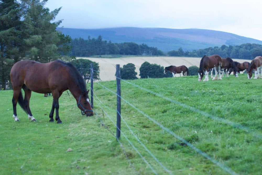 Our Horses - Strathorn Farm Stables