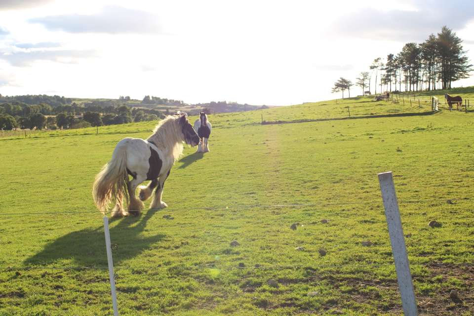 Our Horses - Strathorn Farm Stables