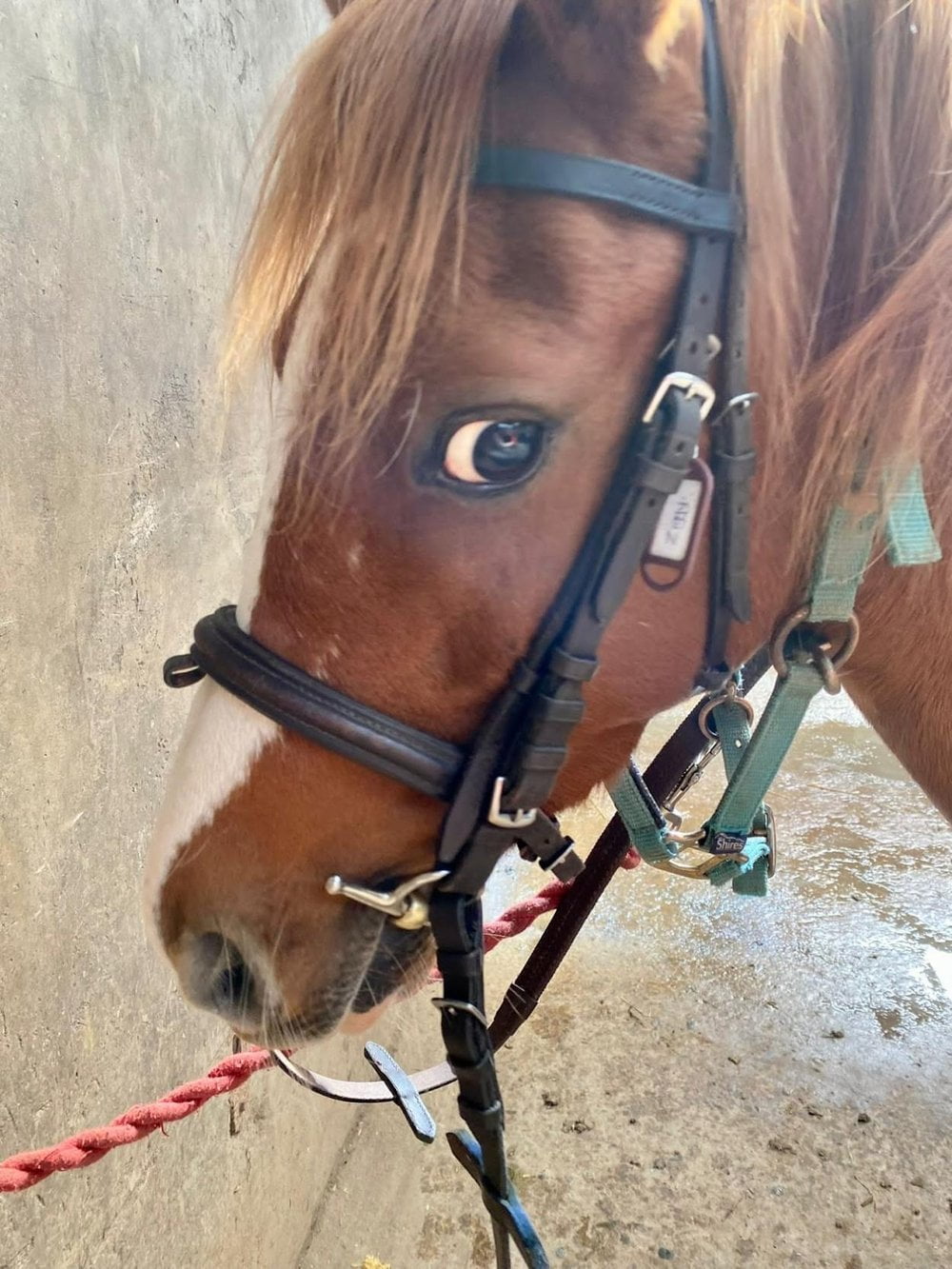 Horse Personality Types | Strathorn Farm Stables