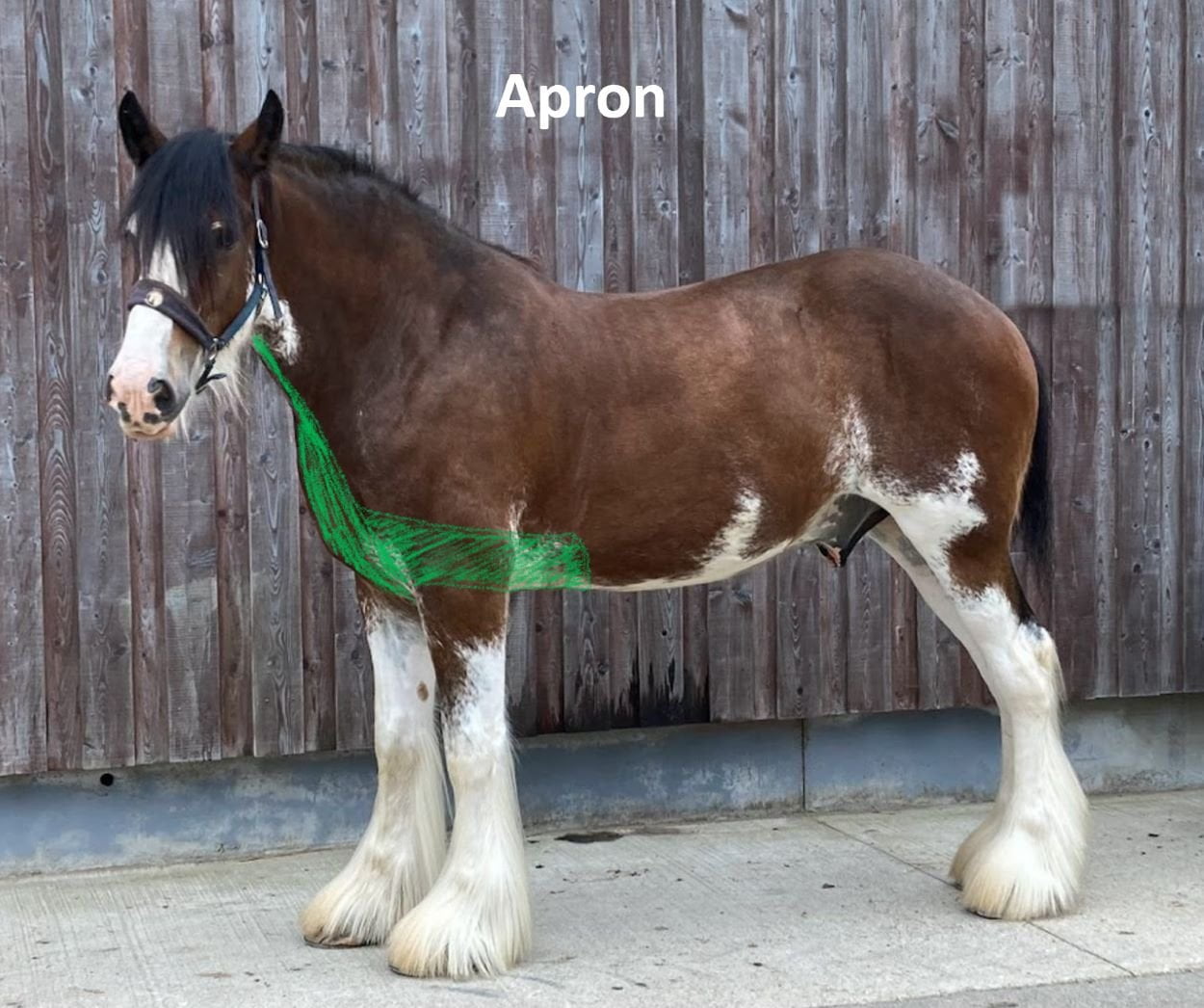 Types of Horse Clips: A Comprehensive Guide | Strathorn Farm Stables