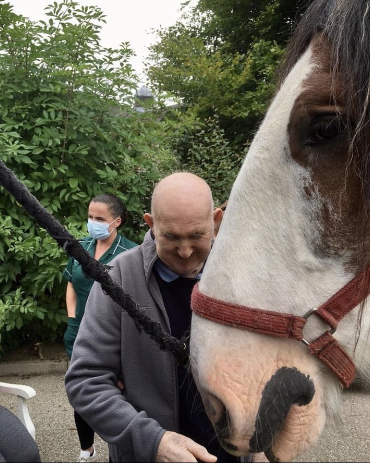 Clydesdale FAQs | Strathorn Farm Stables