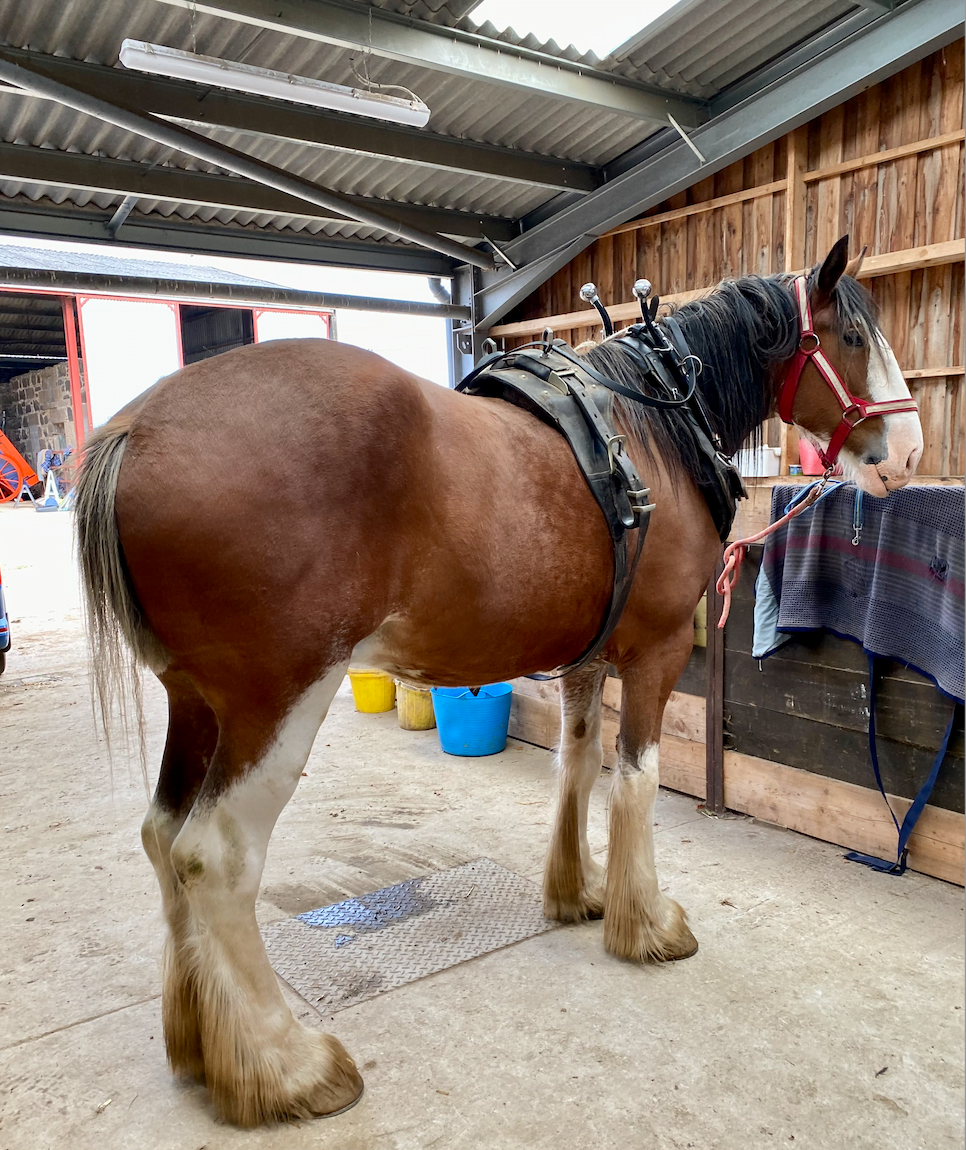 10 Strongest Horse Breeds In The World | Strathorn Farm Stables