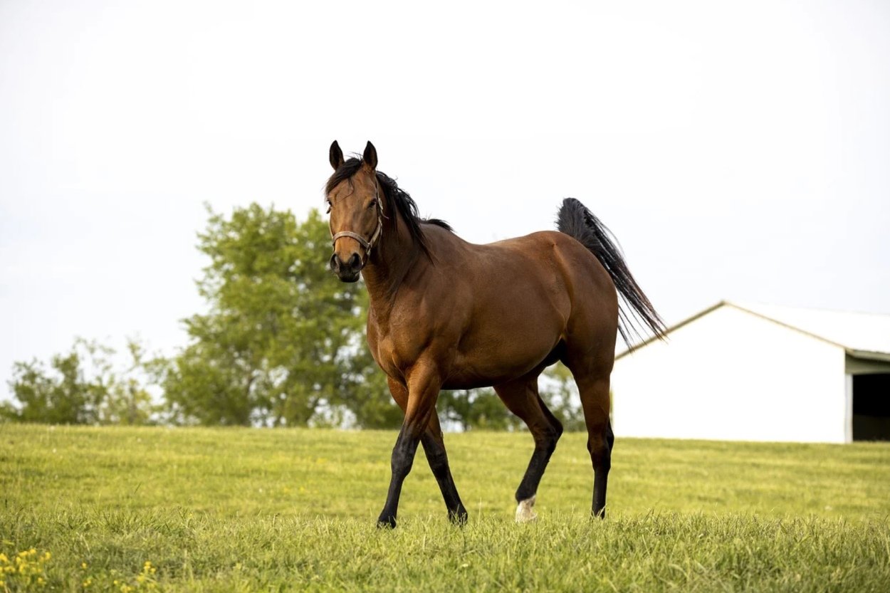 The Ultimate Guide to British Horse Breeds | Strathorn Farm Stables