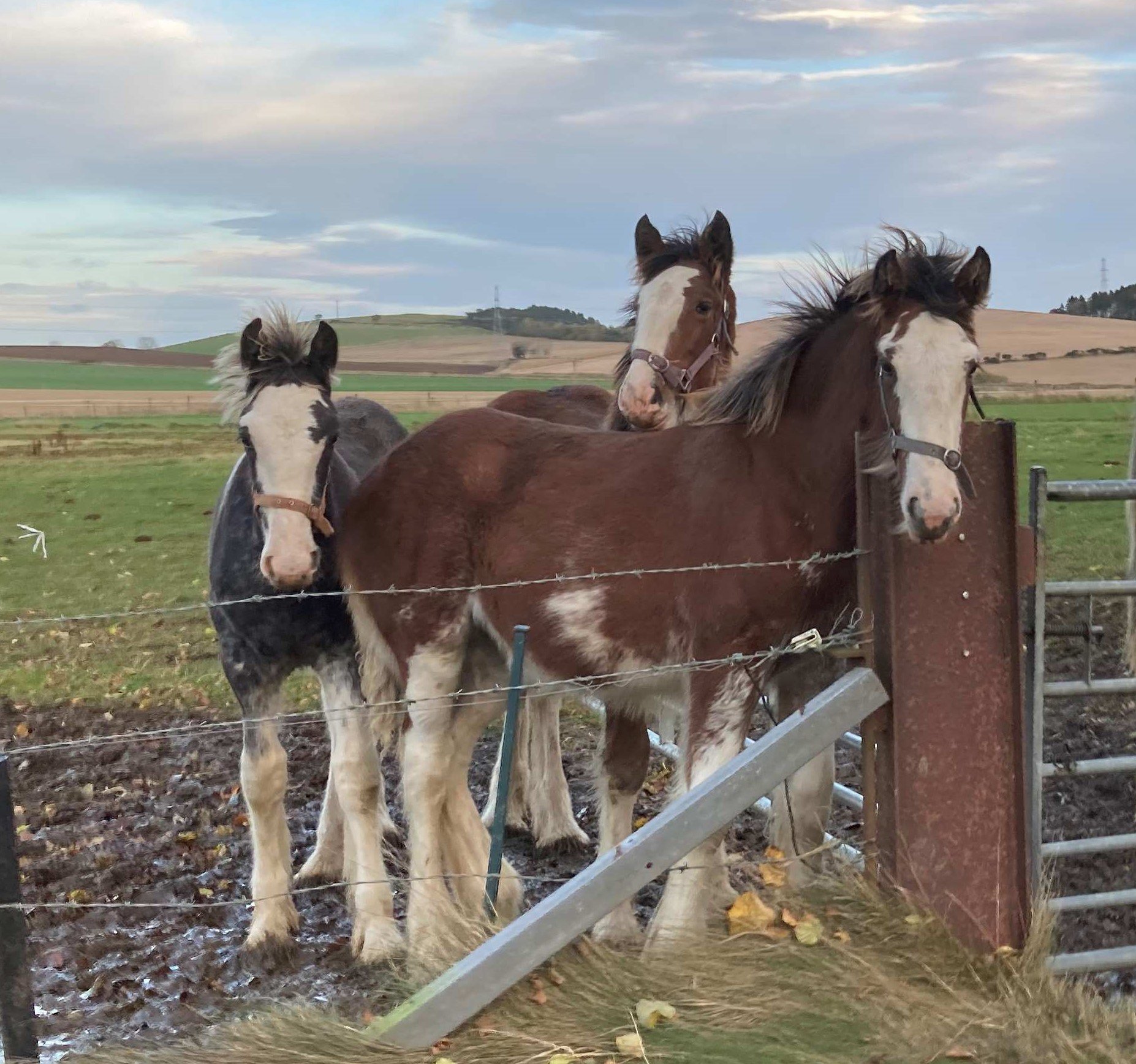 Baby Clydesdale Horses and Clydesdale Foals | Strathorn Farm Stables
