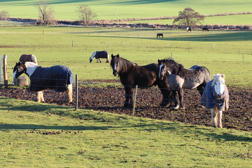 Our Horses - Strathorn Farm Stables