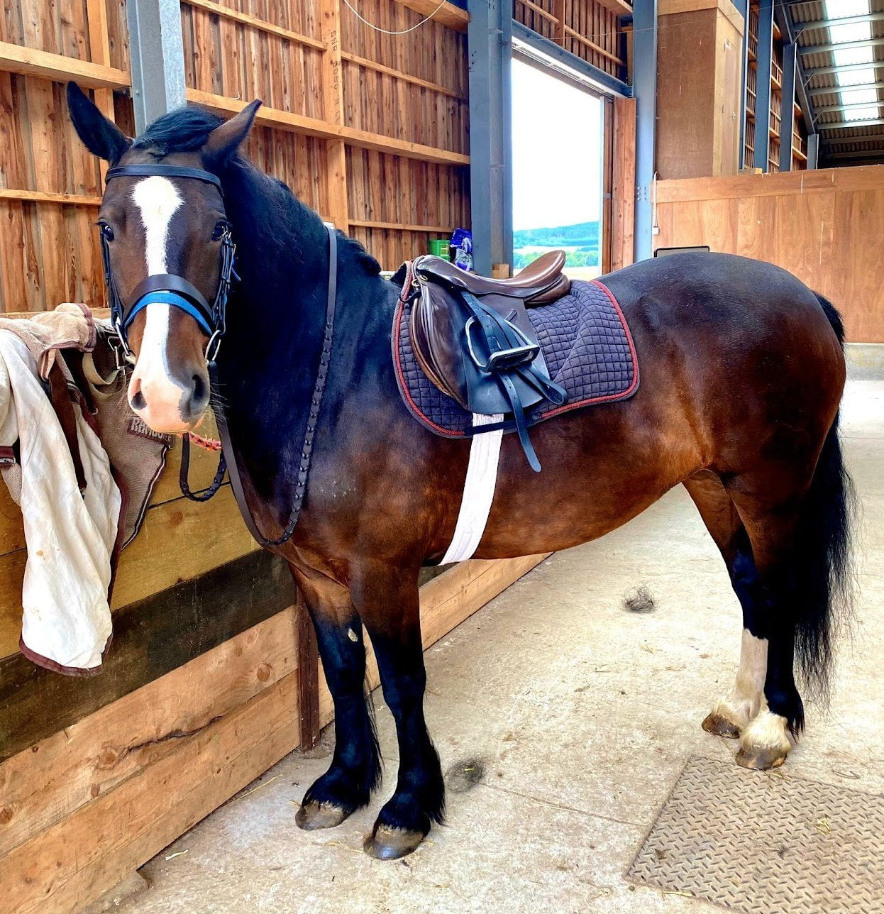 Filly Horse