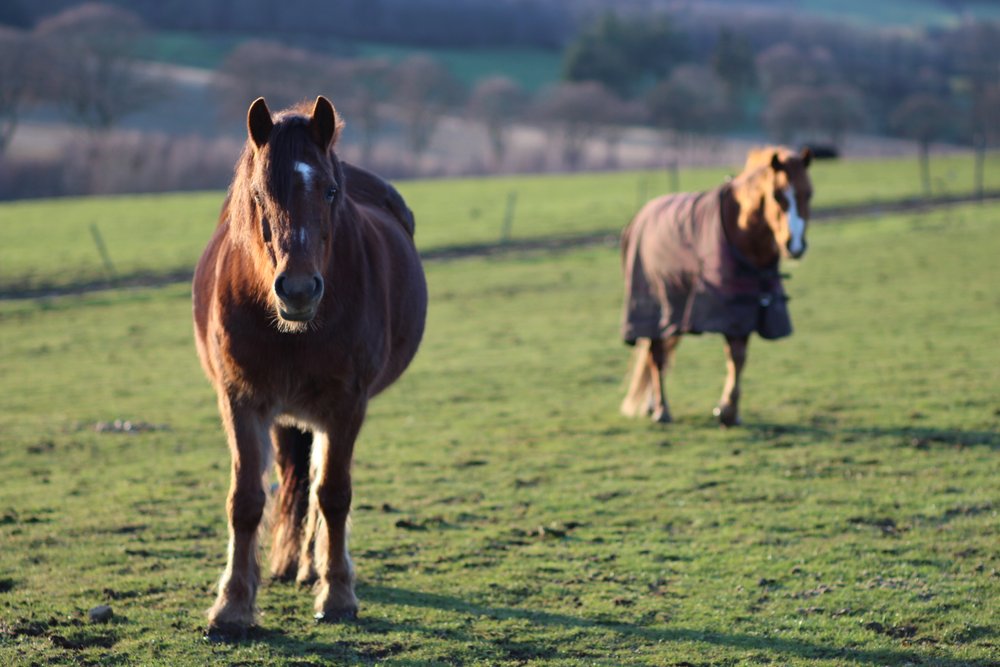 Our Horses - Strathorn Farm Stables