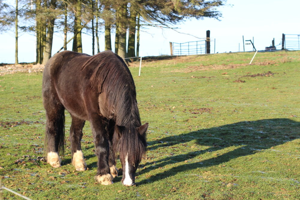 Our Horses - Strathorn Farm Stables