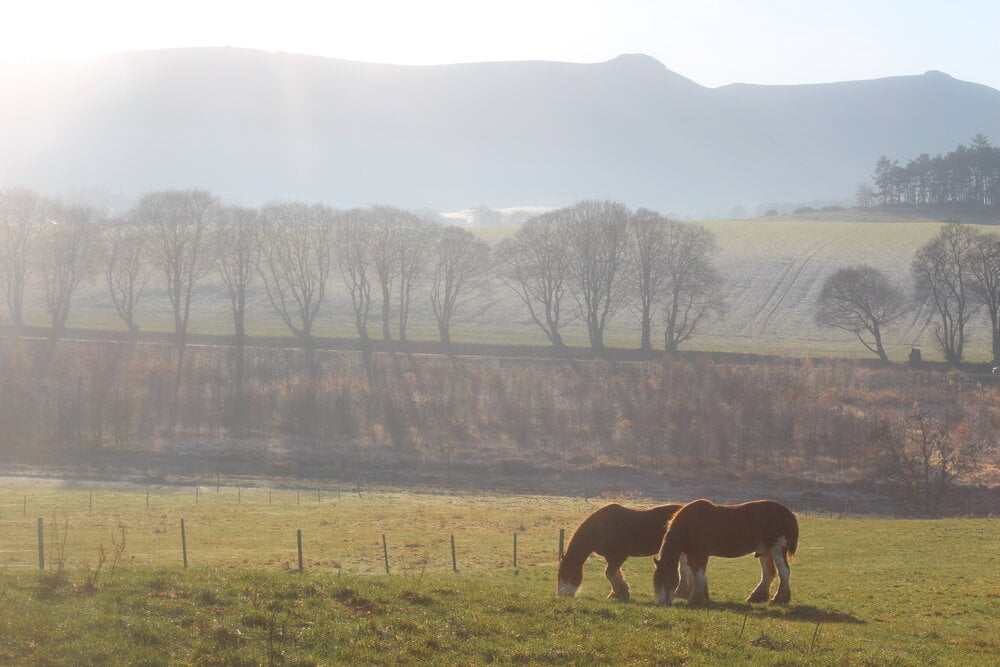 Our Horses - Strathorn Farm Stables