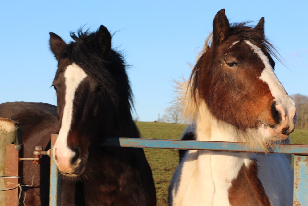 Our Horses - Strathorn Farm Stables