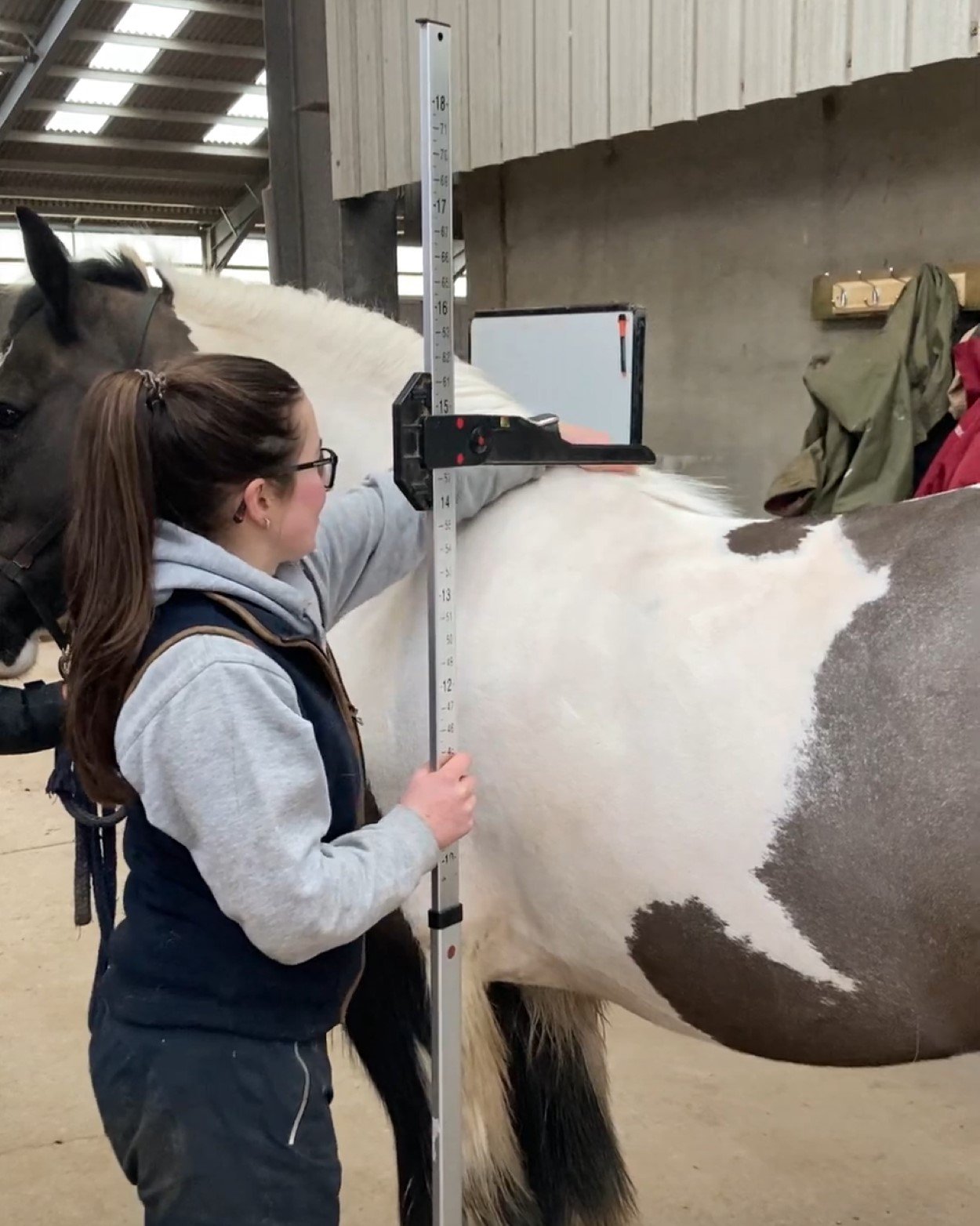 Why Horses Are Measured in Hands: Horse Hand Unit Guide | Strathorn ...