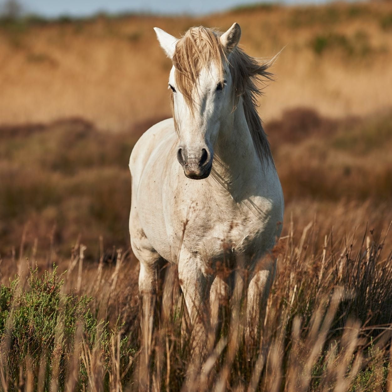 White Horse