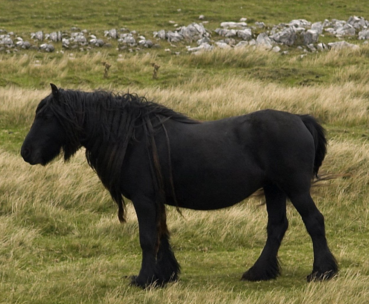 The Ultimate Guide to British Horse Breeds | Strathorn Farm Stables