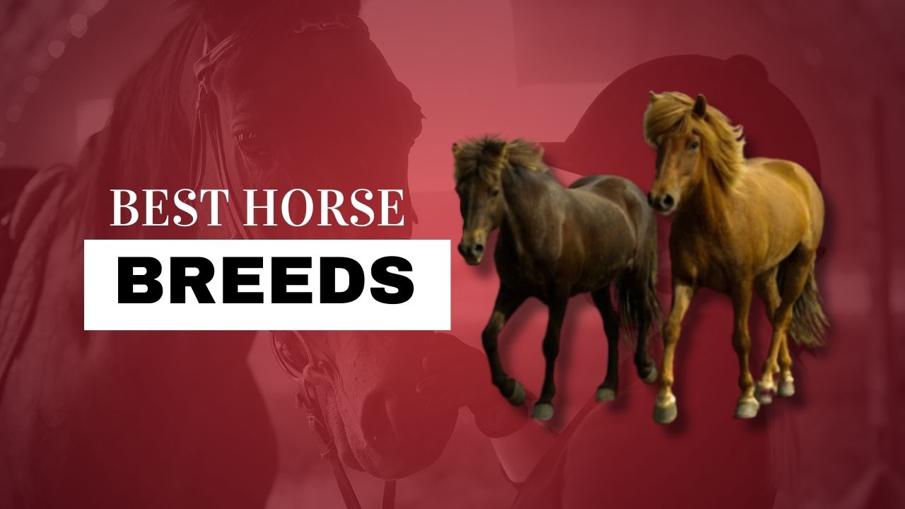 10 Best Horse Breeds | Strathorn Farm Stables