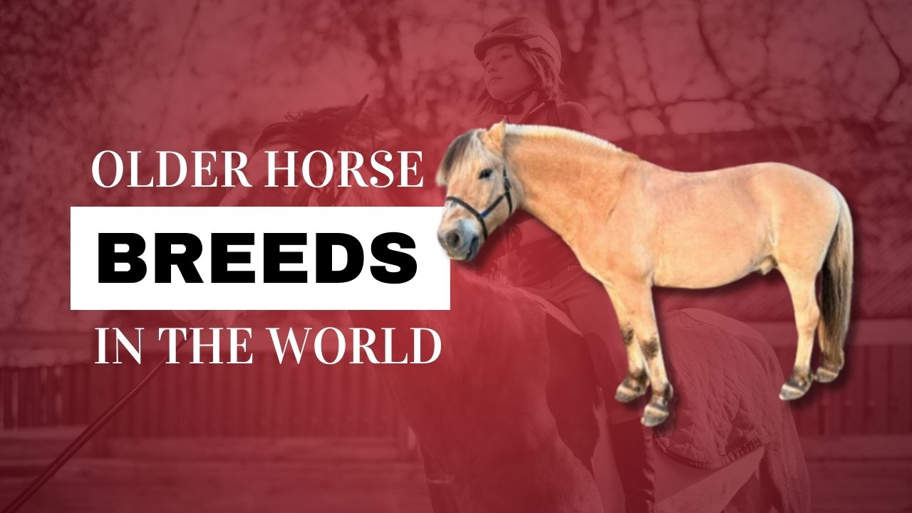 Chinese Horse Breeds