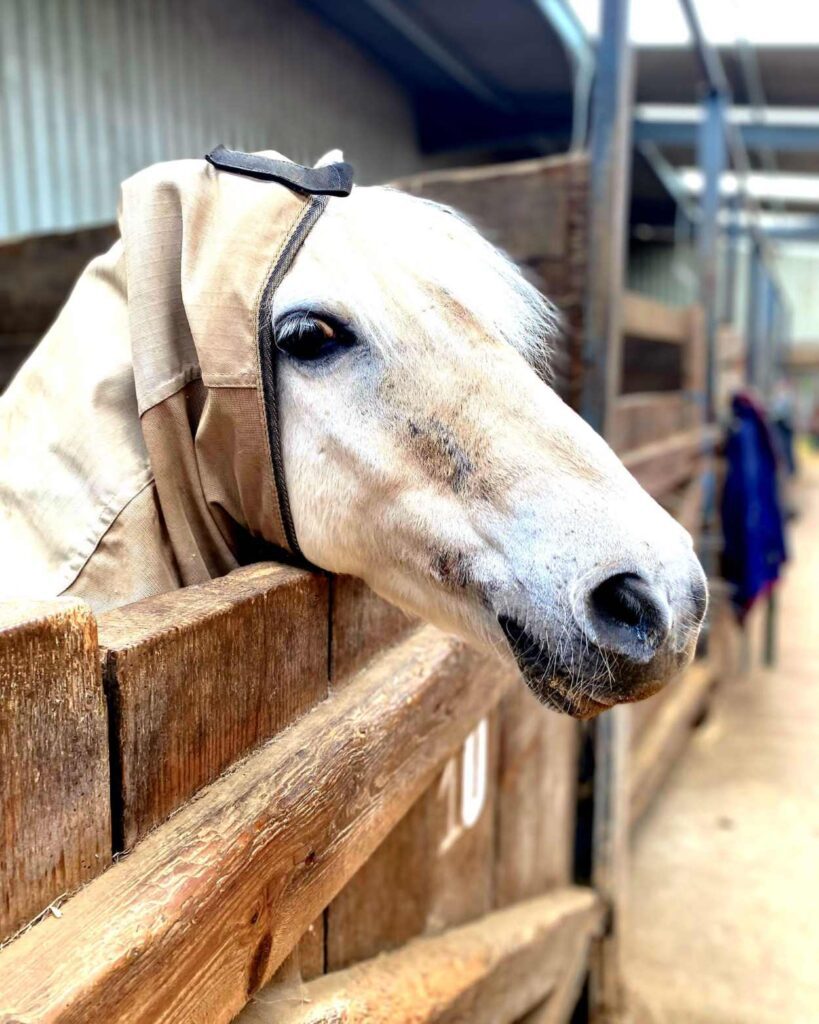 Horse Personality Types | Strathorn Farm Stables