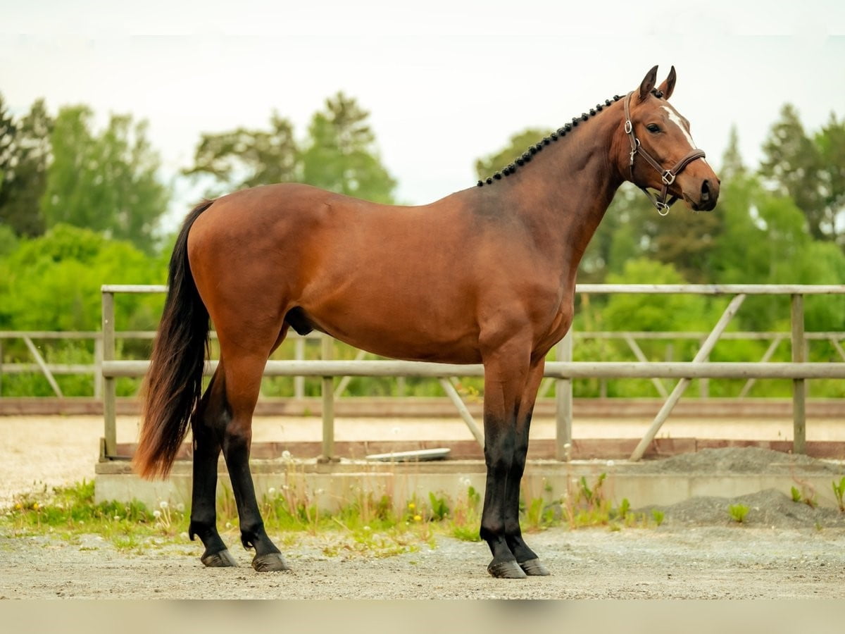 15 Warmblood Horse Breeds Every Rider Should Know | Strathorn Farm Stables