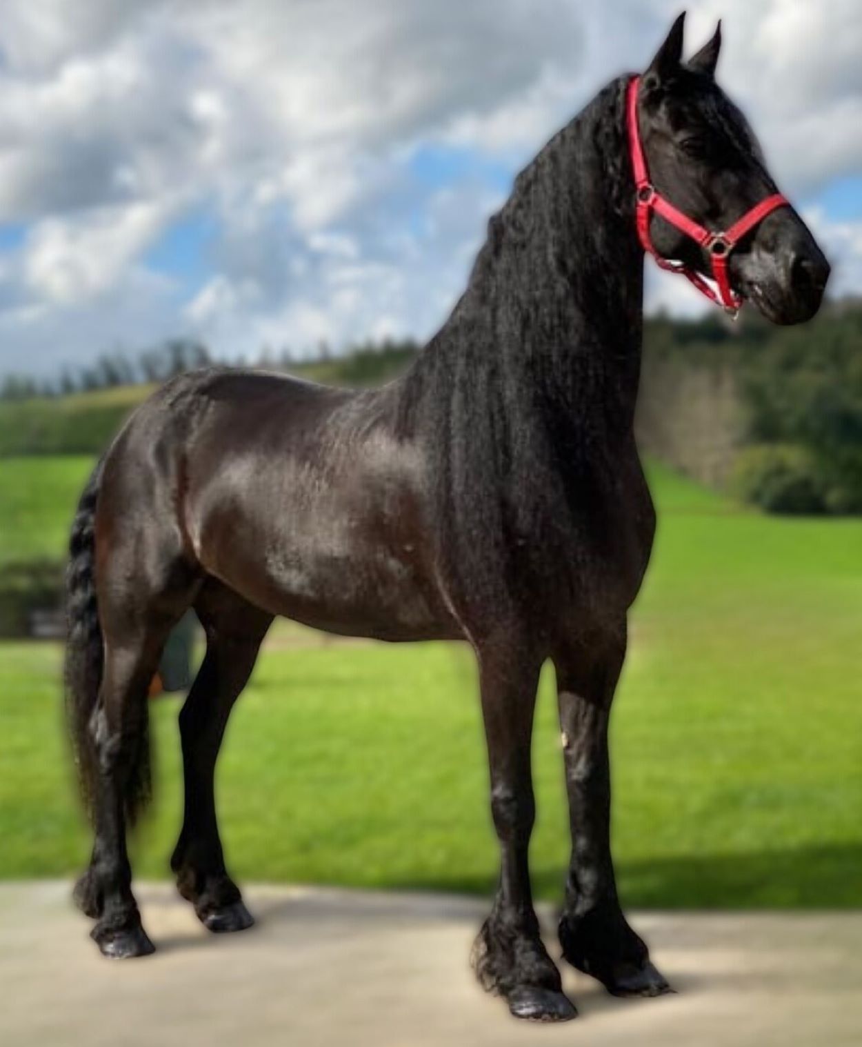 Friesian Horses: The Ultimate Guide | Strathorn Farm