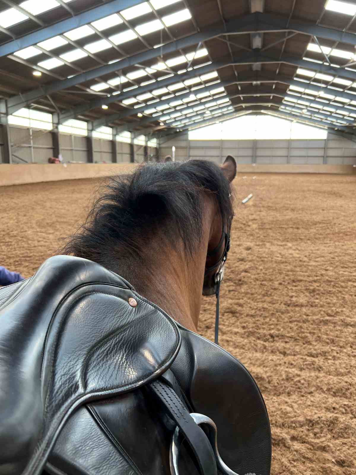 What does breaking a horse mean? - Strathorn Farm Stables