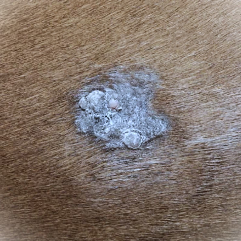Sarcoids In Horses: What You Should Know | Strathorn Farm Stables