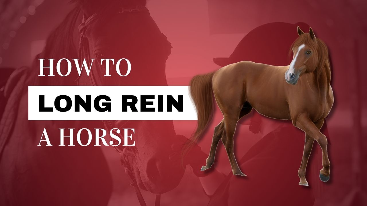 How To Long Rein A Horse | Strathorn Farm