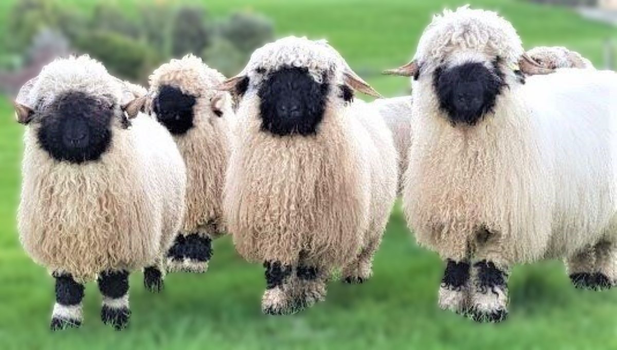 Valais Blacknose Sheep The Miracle Of New Life.... Malakai Valais